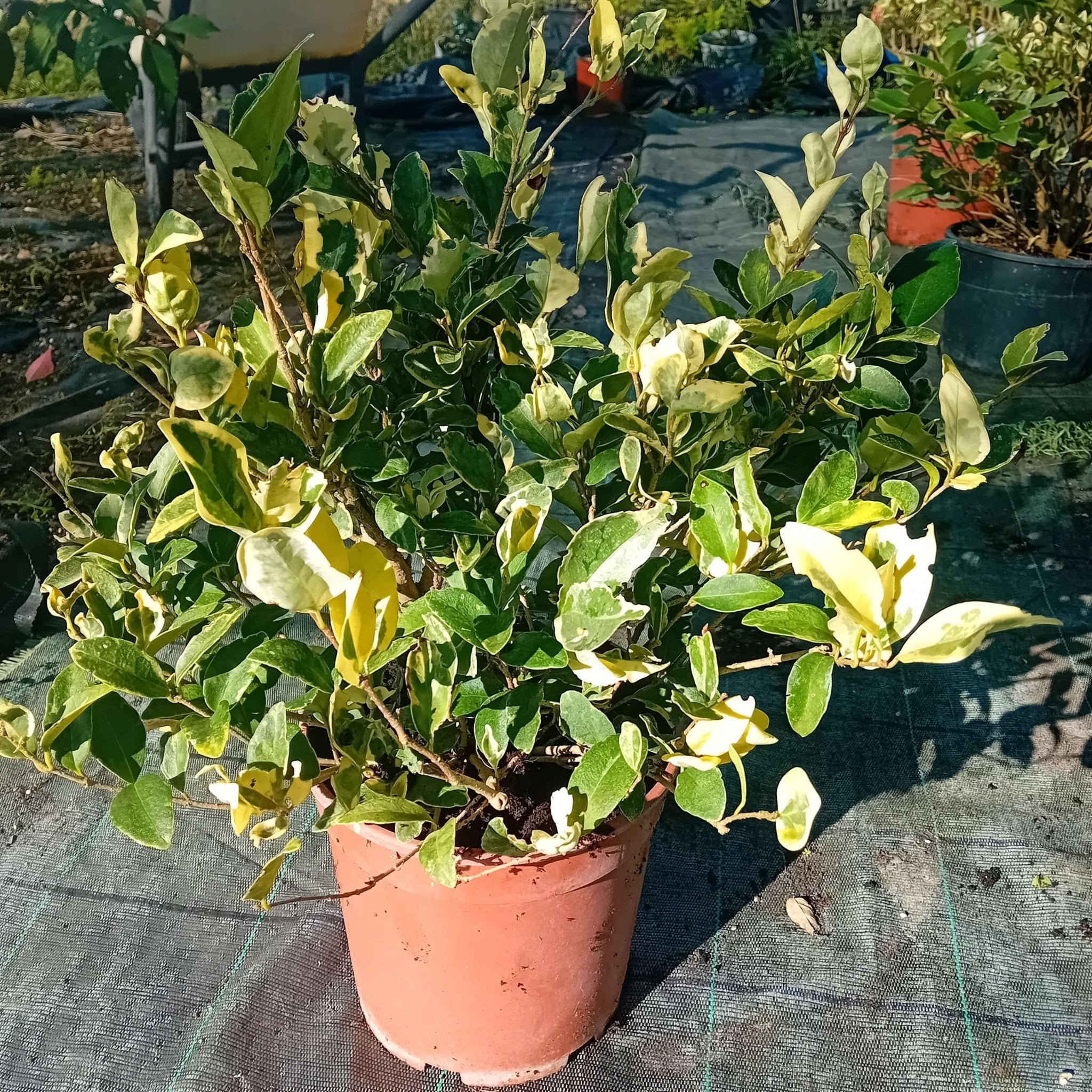 Ligustro texano variegato – Valmaflor
